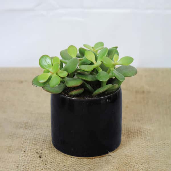 Mini Midnight Blue Handmade Ceramic Plant Pot Wholesale | Storm Flowers ...