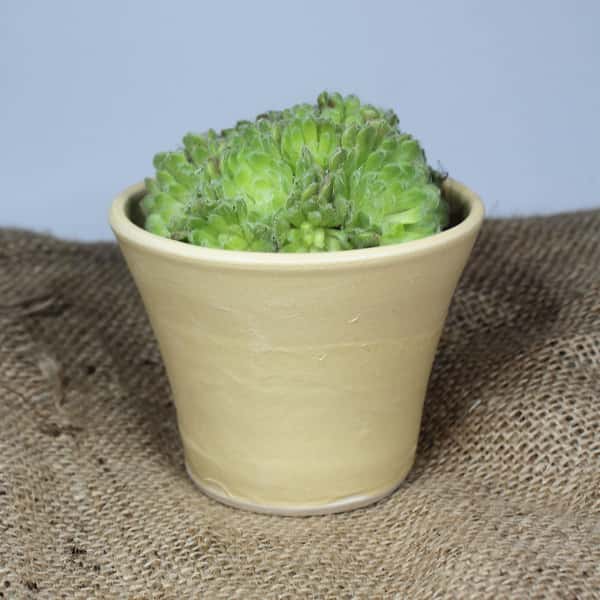 Mini Butter Yellow Tulip Shape Handmade Ceramic Plant Pot Wholesale ...